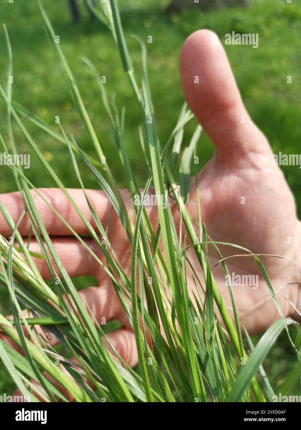 Upright Brome (Bromus erectus Stock Photo - Alamy