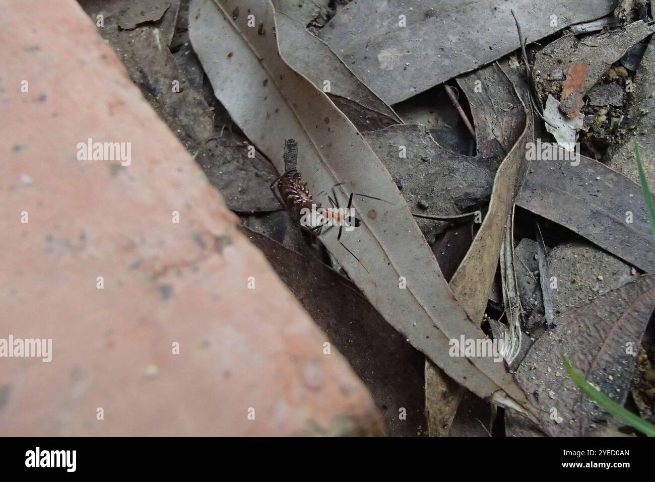 Spider Ants (Leptomyrmex Stock Photo - Alamy