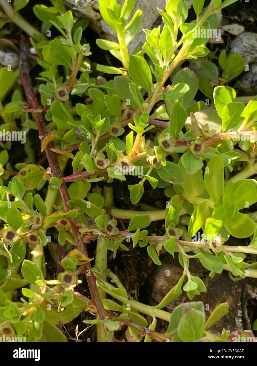Smallfruit Primrose-Willow (Ludwigia microcarpa Stock Photo - Alamy