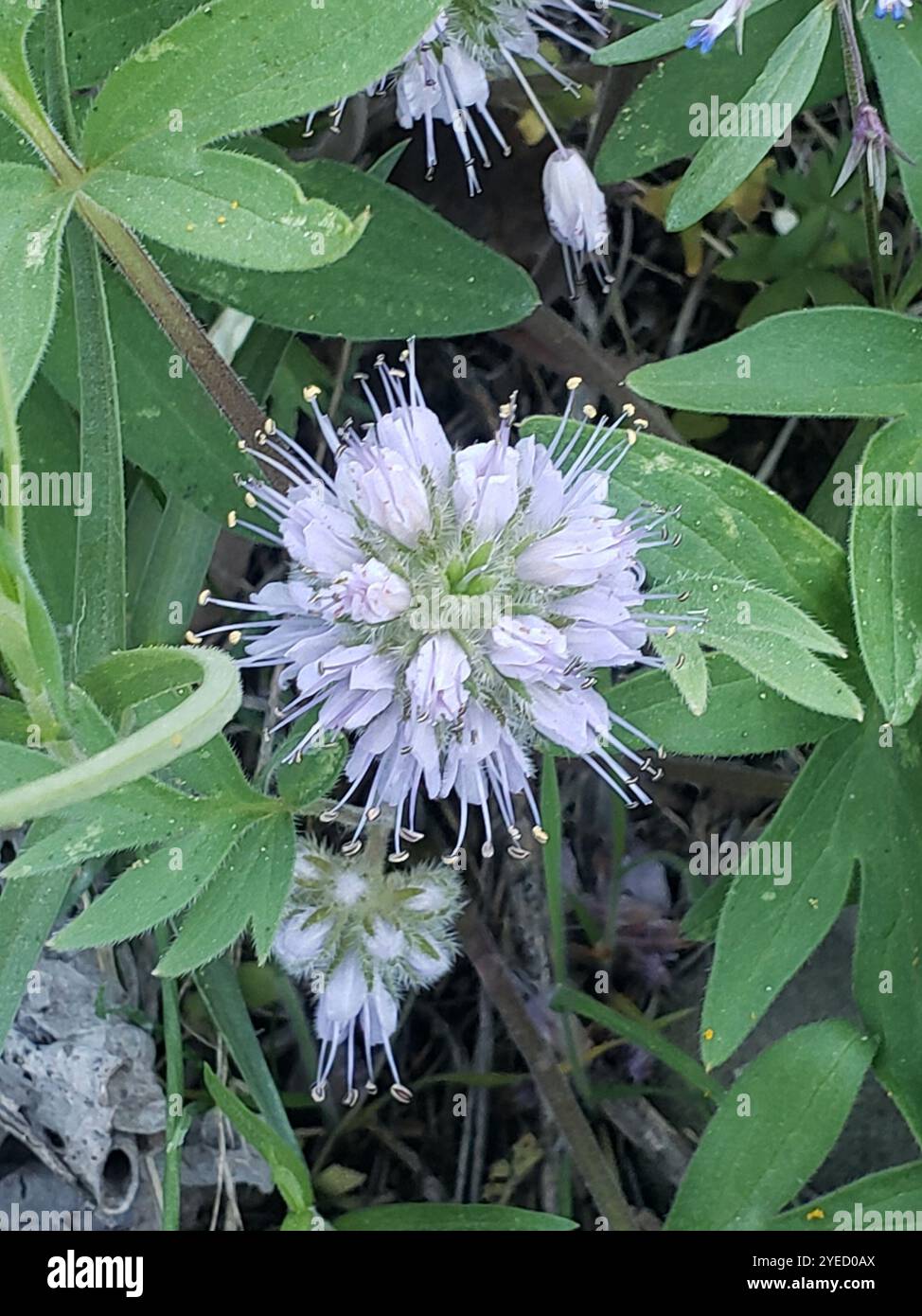 ballhead waterleaf (Hydrophyllum capitatum Stock Photo - Alamy