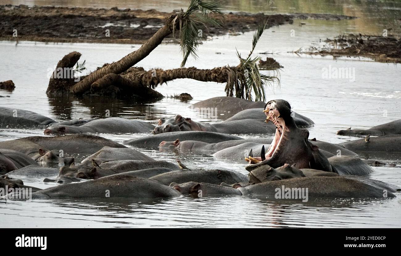 Retina hippo pool hi-res stock photography and images - Alamy