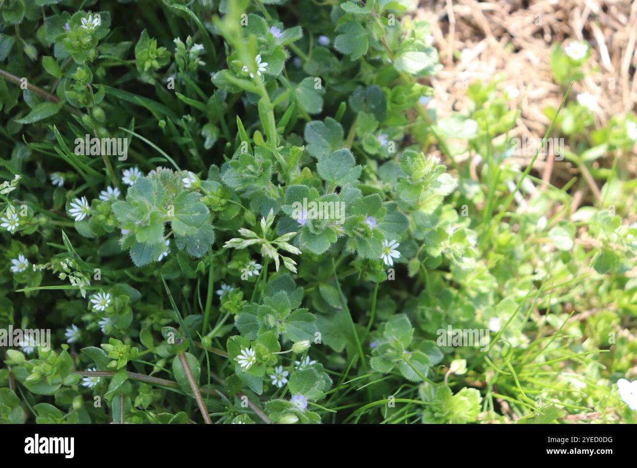 Ivy-leaved Speedwell (Veronica hederifolia Stock Photo - Alamy