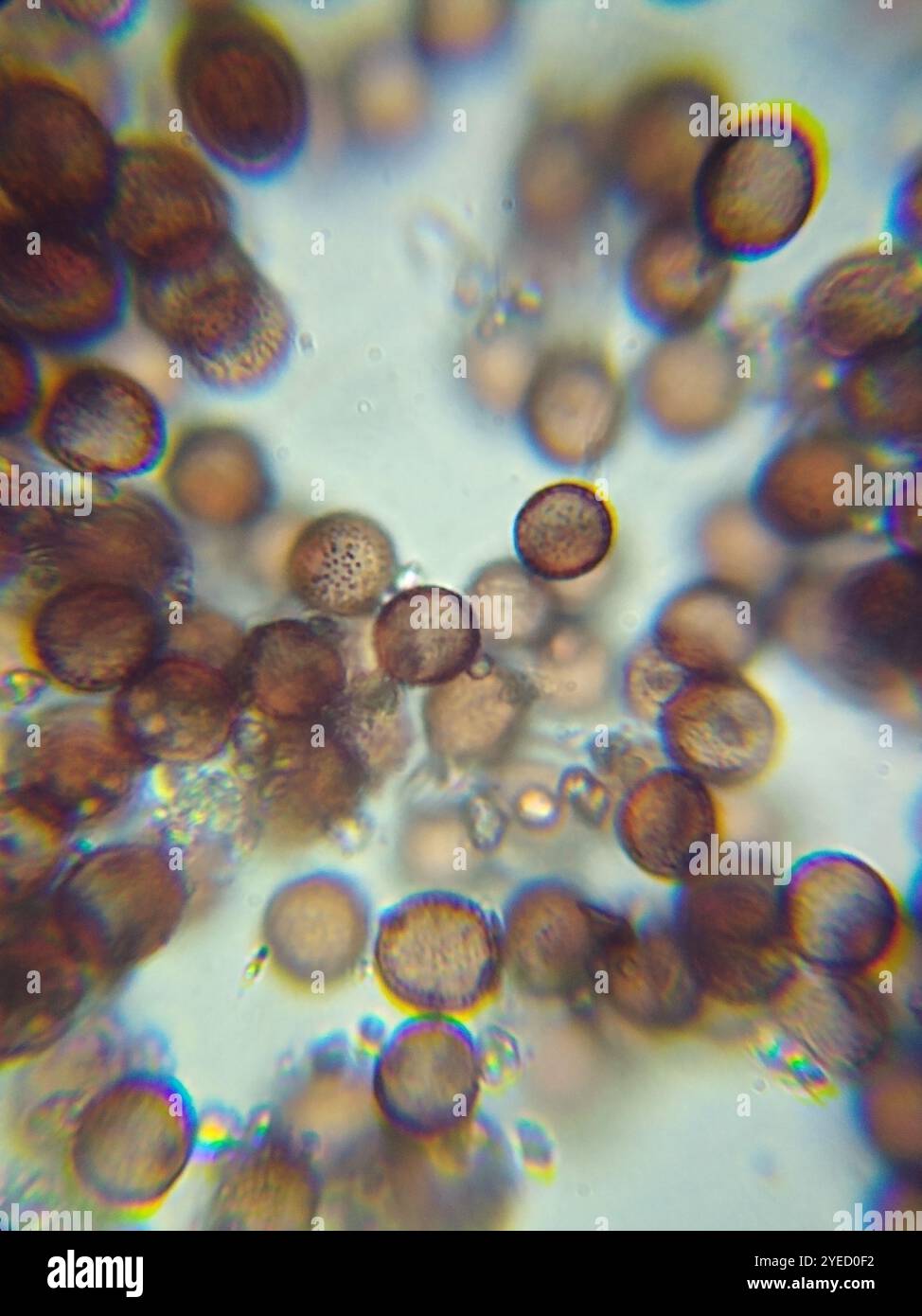Didymium squamulosum hi-res stock photography and images - Alamy