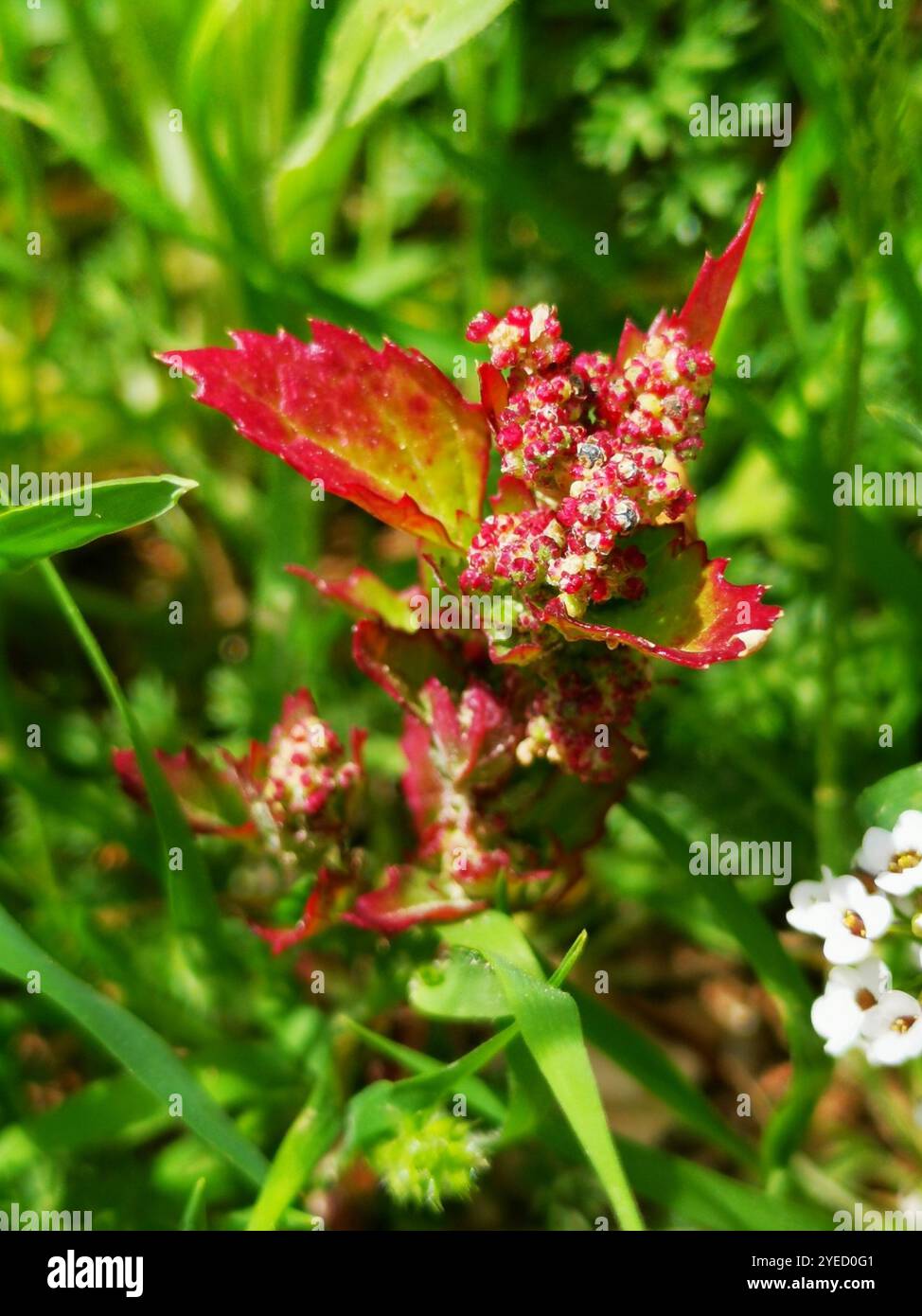 Devil's Thorn (Rumex spinosus Stock Photo - Alamy