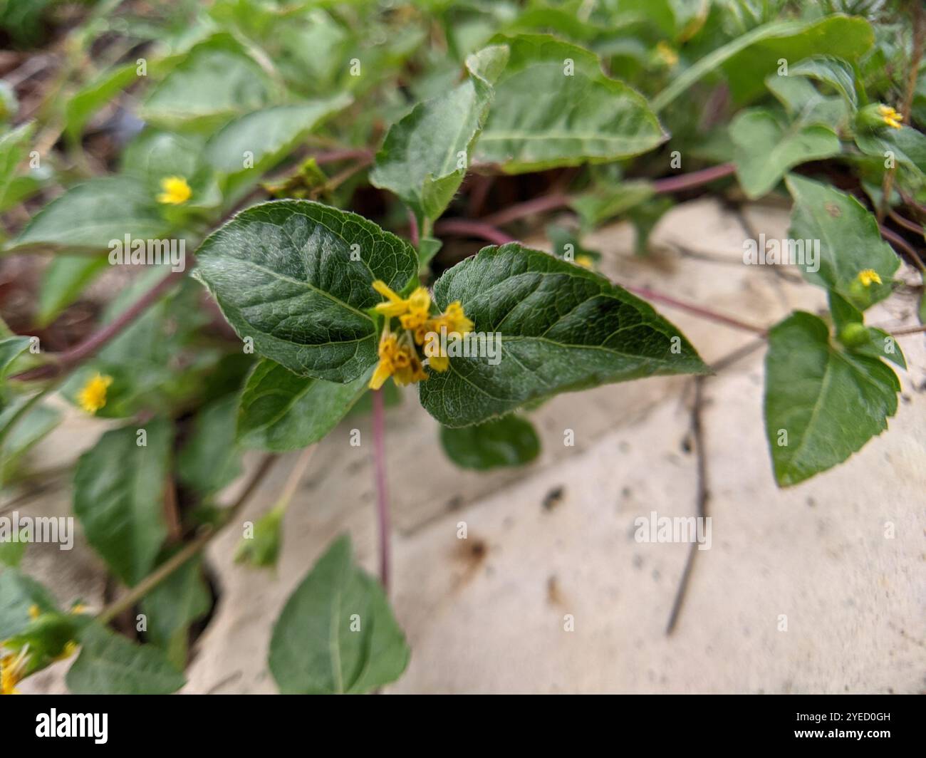 straggler daisy (Calyptocarpus vialis Stock Photo - Alamy