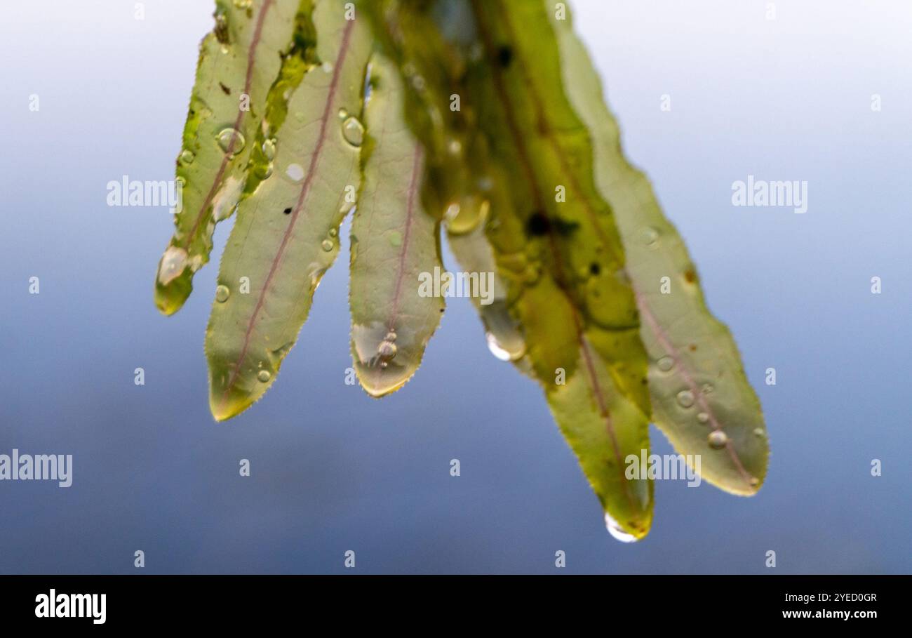 Curly-leaf Pondweed (Potamogeton crispus Stock Photo - Alamy