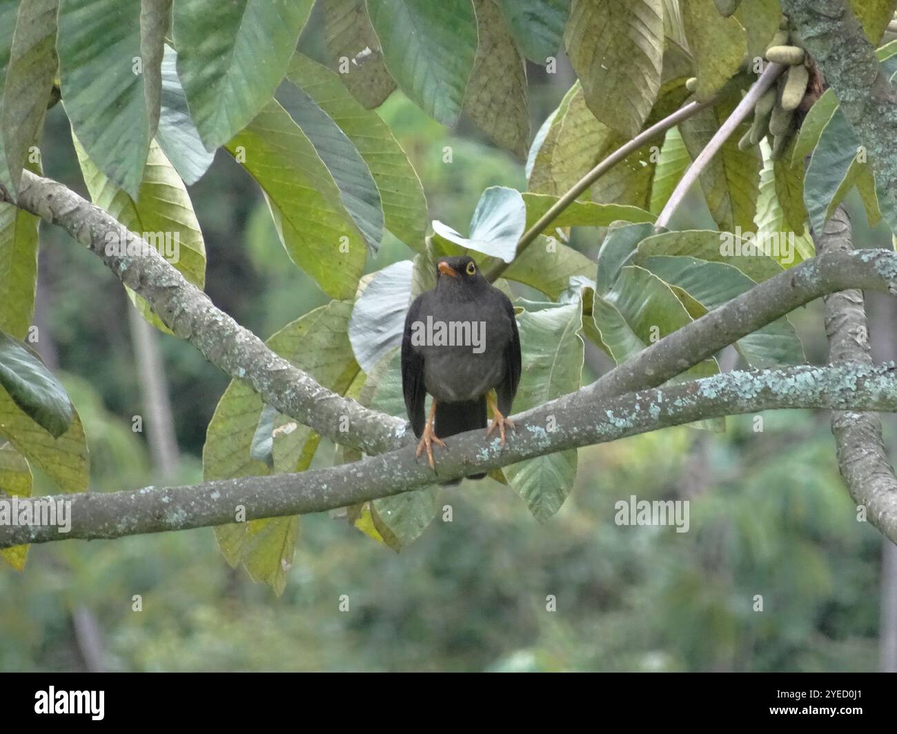 Great Thrush (Turdus fuscater Stock Photo - Alamy
