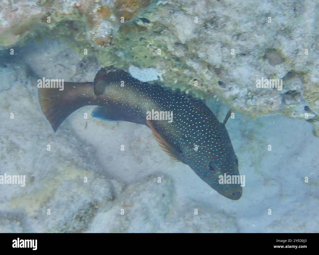 Coney (Cephalopholis fulva Stock Photo - Alamy