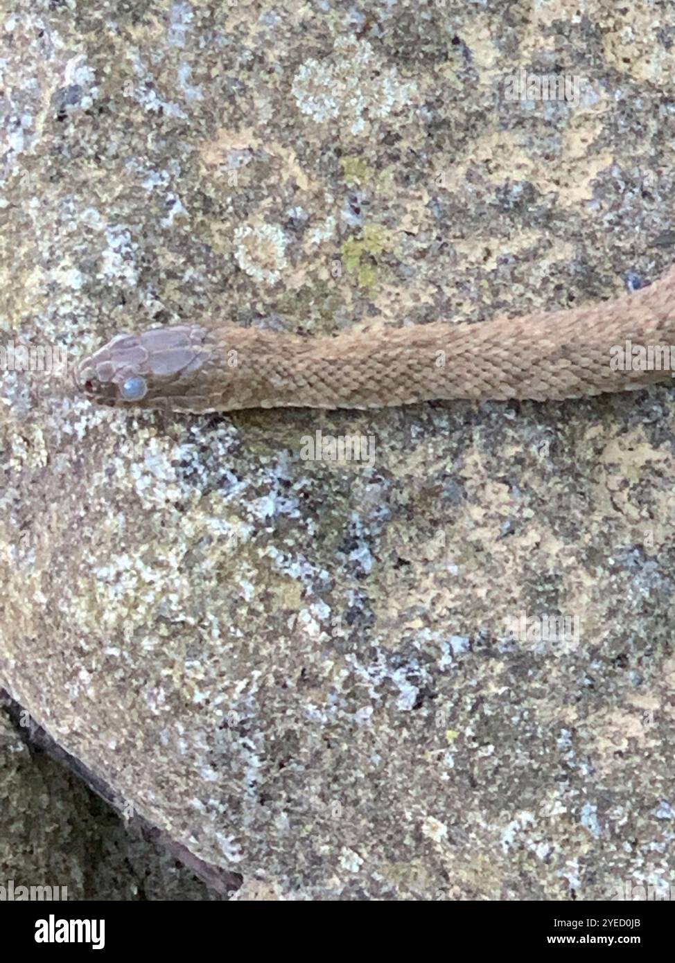 Northern Watersnake (Nerodia sipedon sipedon Stock Photo - Alamy