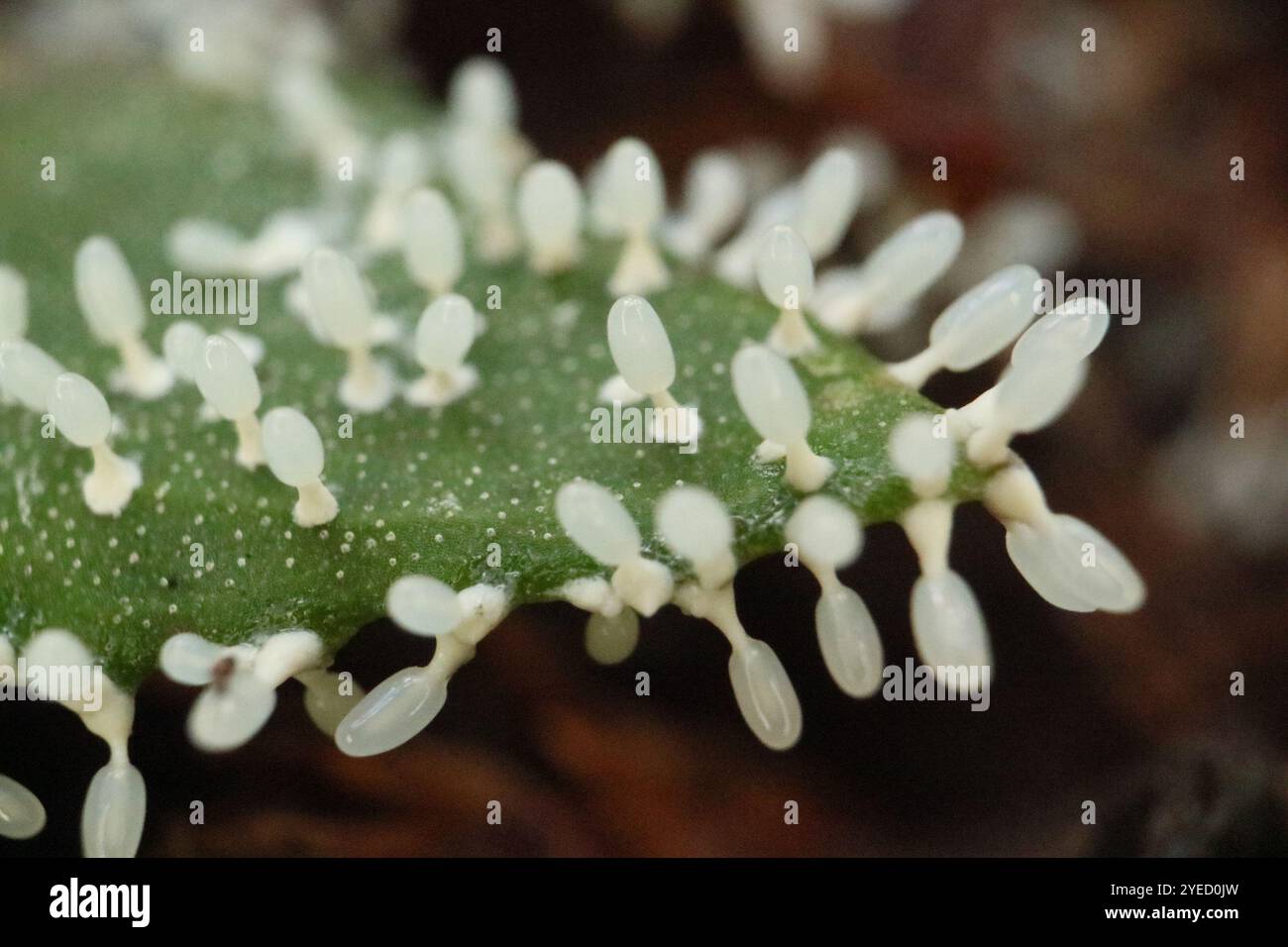 White-footed Slime (Diachea leucopodia Stock Photo - Alamy