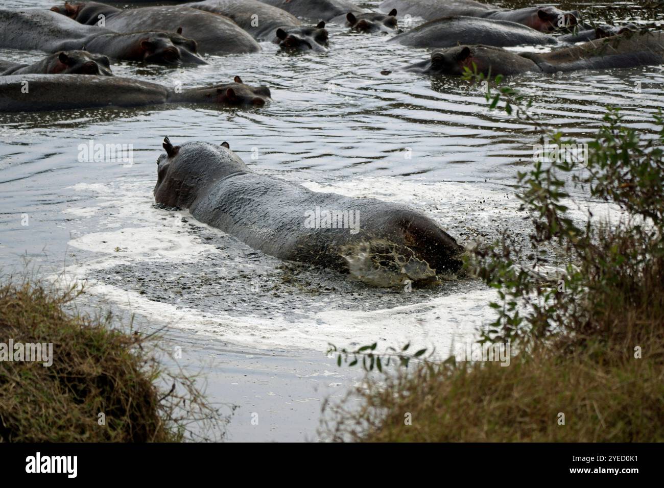 Retina hippo pool hi-res stock photography and images - Alamy