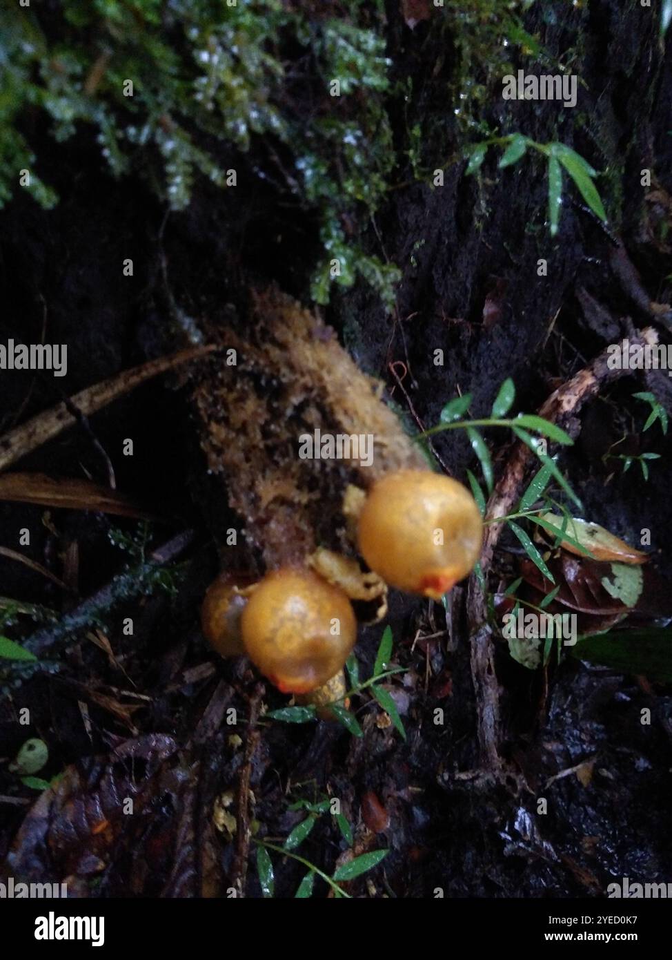 Calostoma hi-res stock photography and images - Alamy