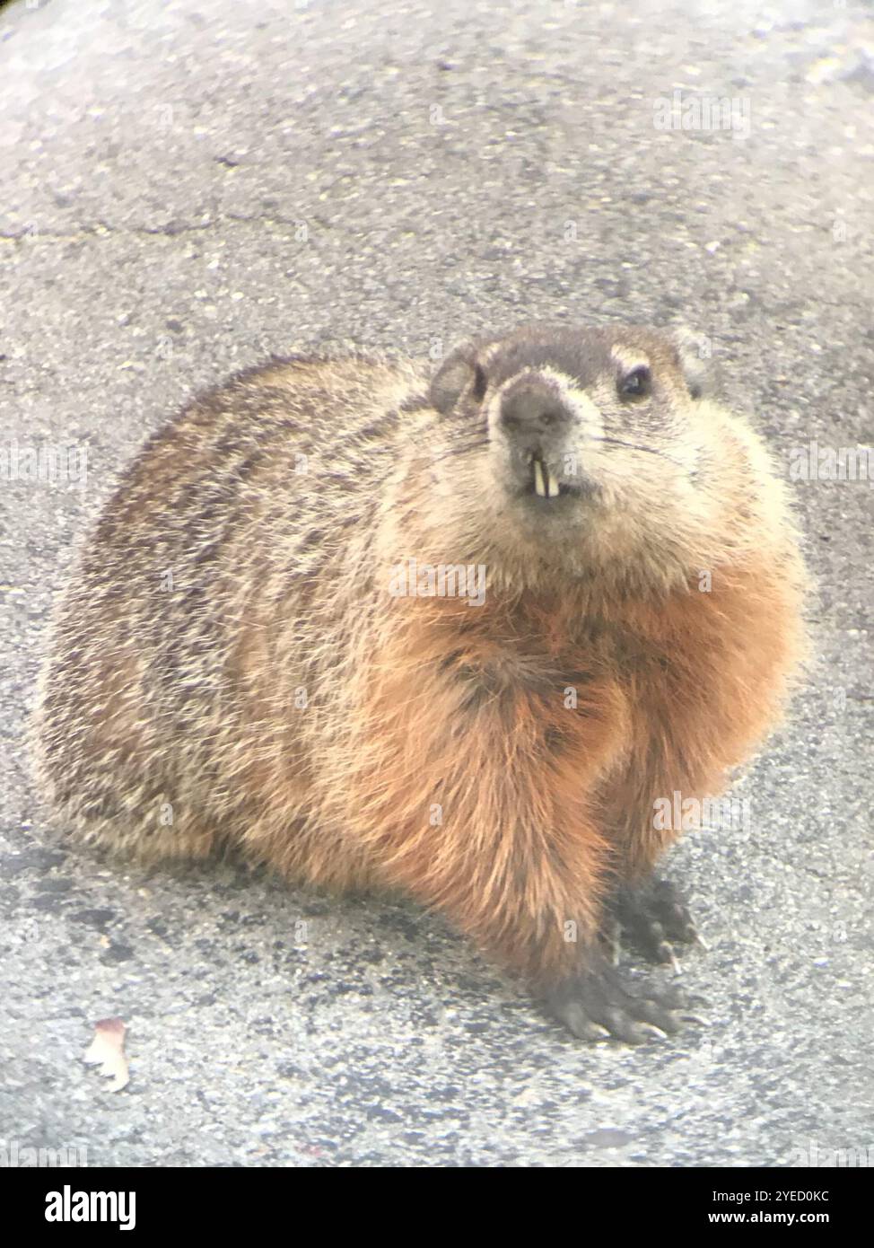 Groundhog (Marmota monax Stock Photo - Alamy