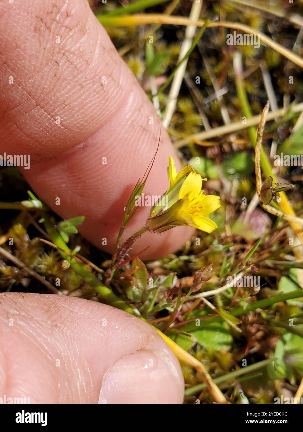 Annual Agoseris (Agoseris heterophylla Stock Photo - Alamy