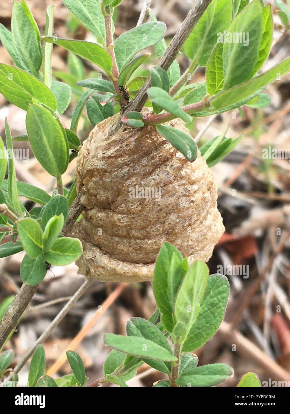 Chinese Mantis (Tenodera sinensis Stock Photo - Alamy
