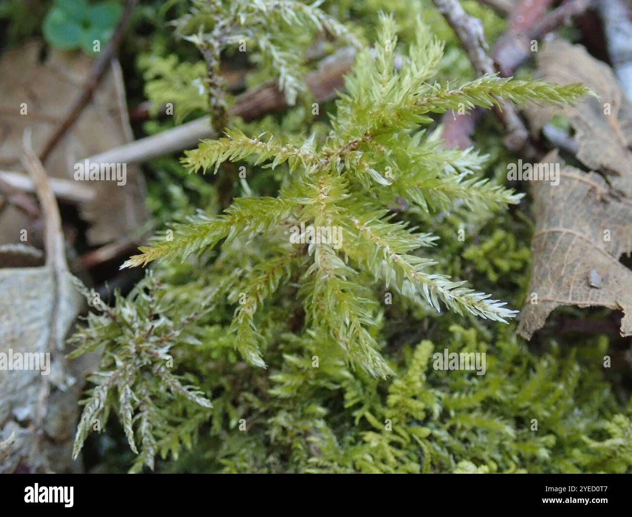 Climacium dendroides climacium dendroides hi-res stock photography and ...