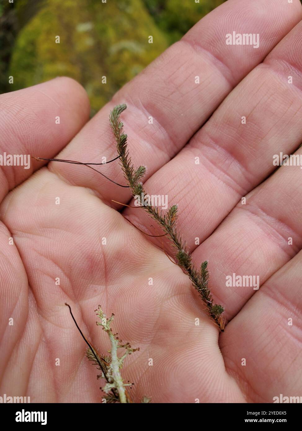 Wallace's spikemoss (Selaginella wallacei Stock Photo - Alamy
