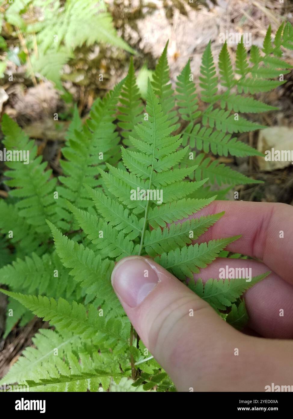 lady ferns (Athyrium Stock Photo - Alamy