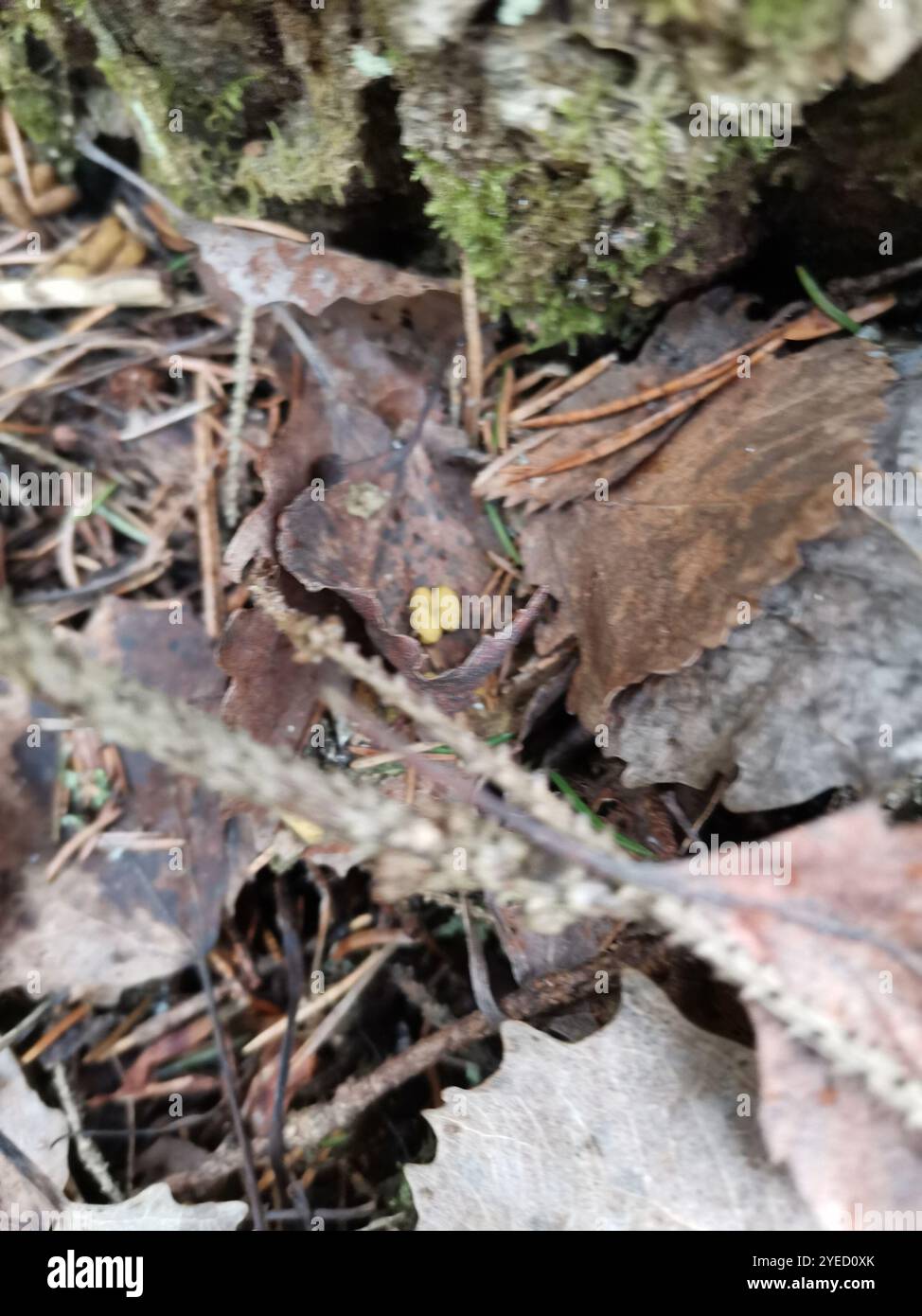 Siberian Flying Squirrel (Pteromys volans Stock Photo - Alamy