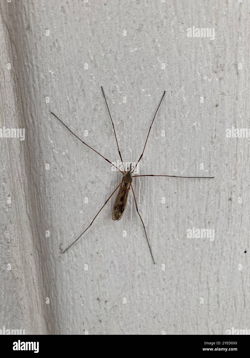 European Crane Fly (Tipula paludosa Stock Photo - Alamy