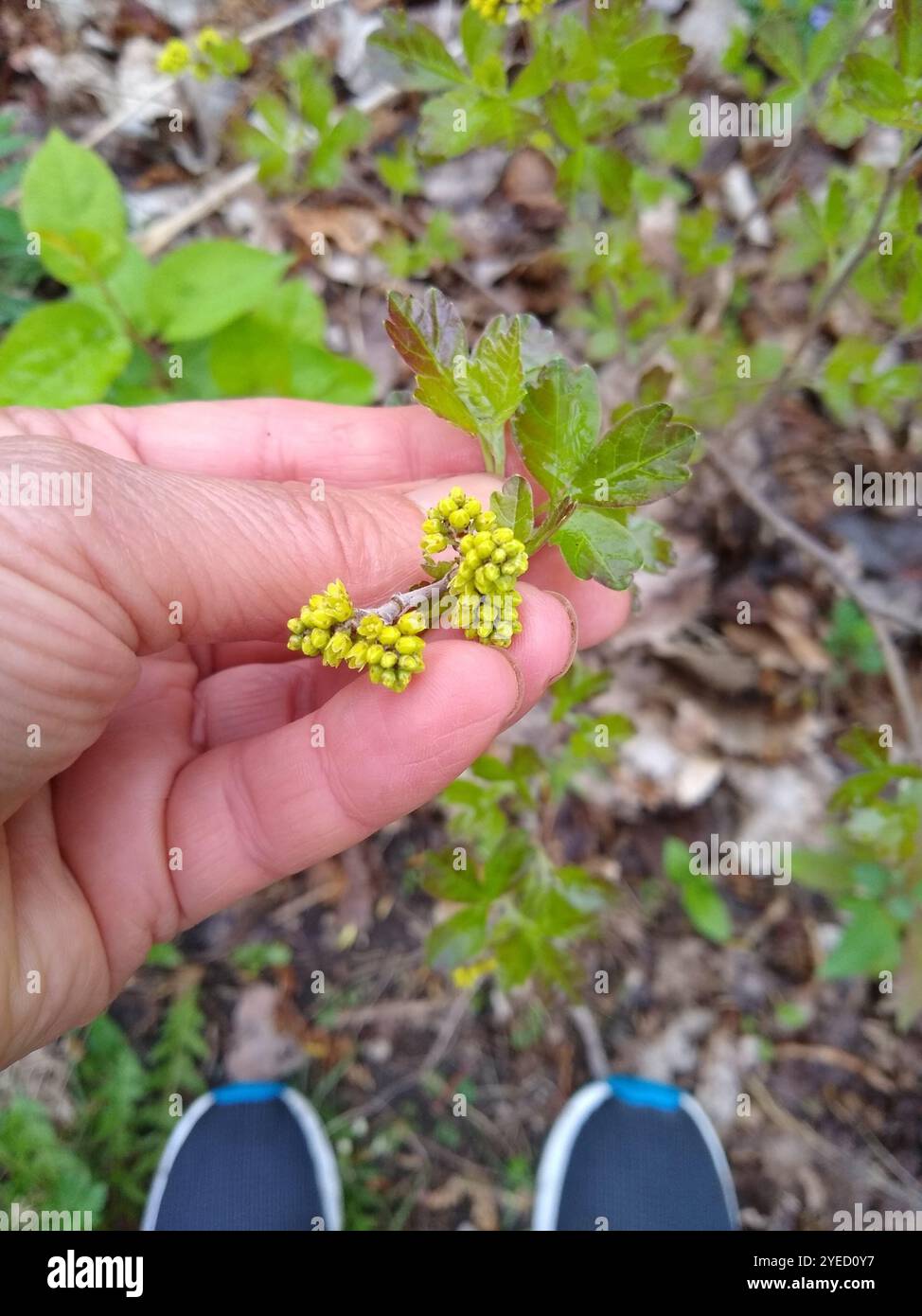 fragrant sumac (Rhus aromatica Stock Photo - Alamy