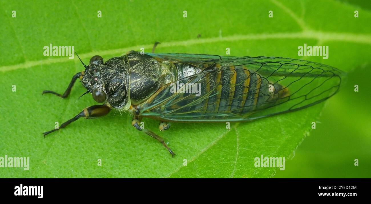 New Forest Cicada (Cicadetta montana Stock Photo - Alamy