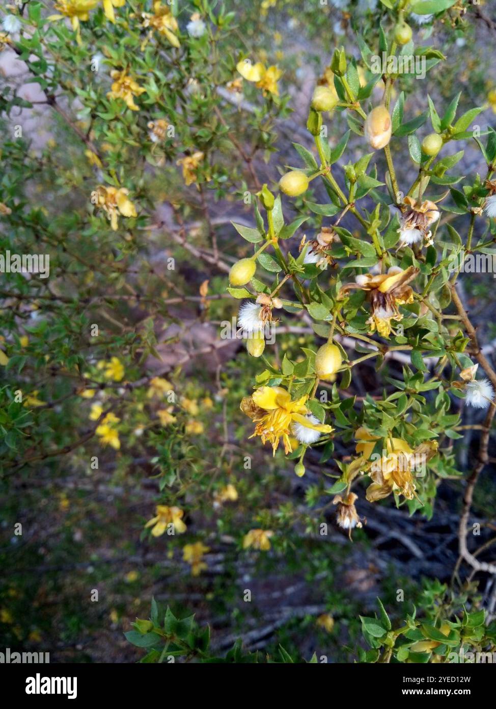 Creosote Bush (Larrea tridentata Stock Photo - Alamy