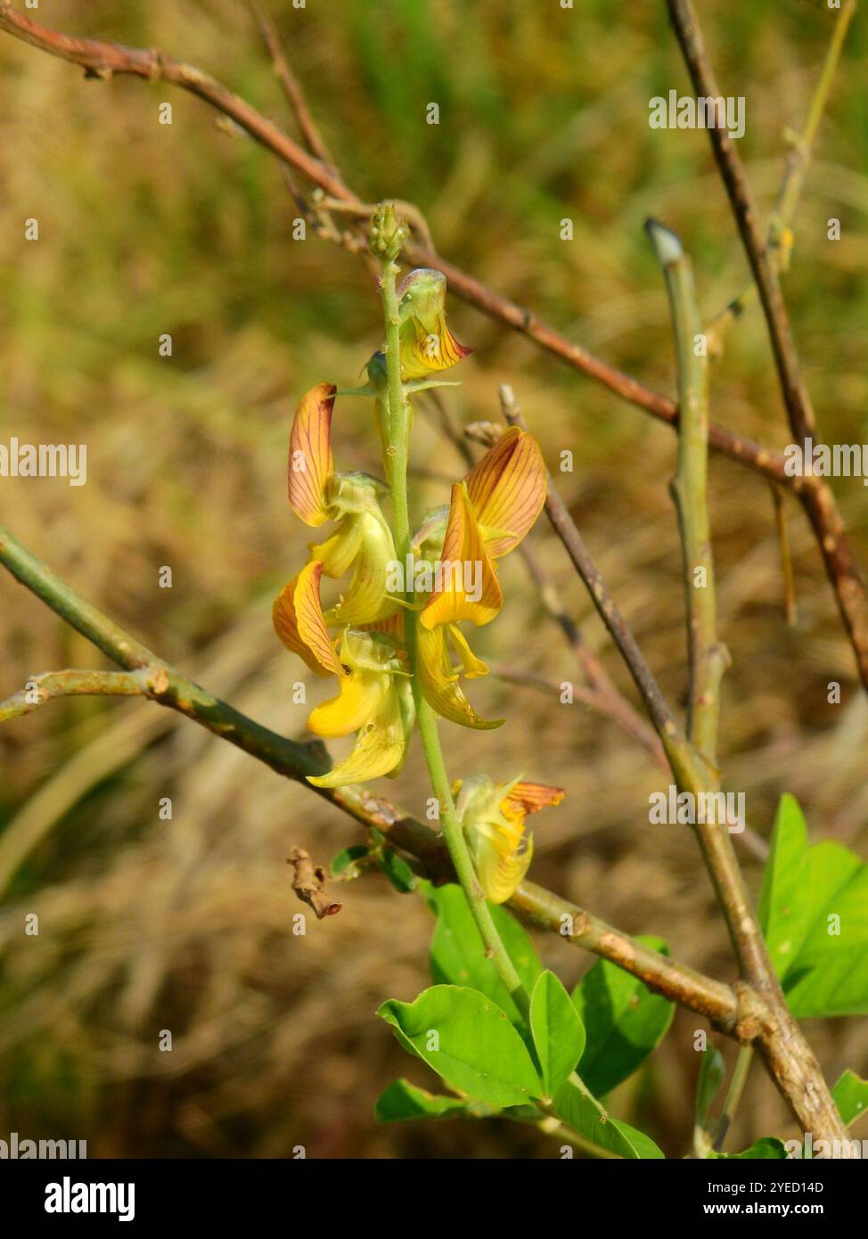 Streaked Rattlepod (Crotalaria pallida Stock Photo - Alamy