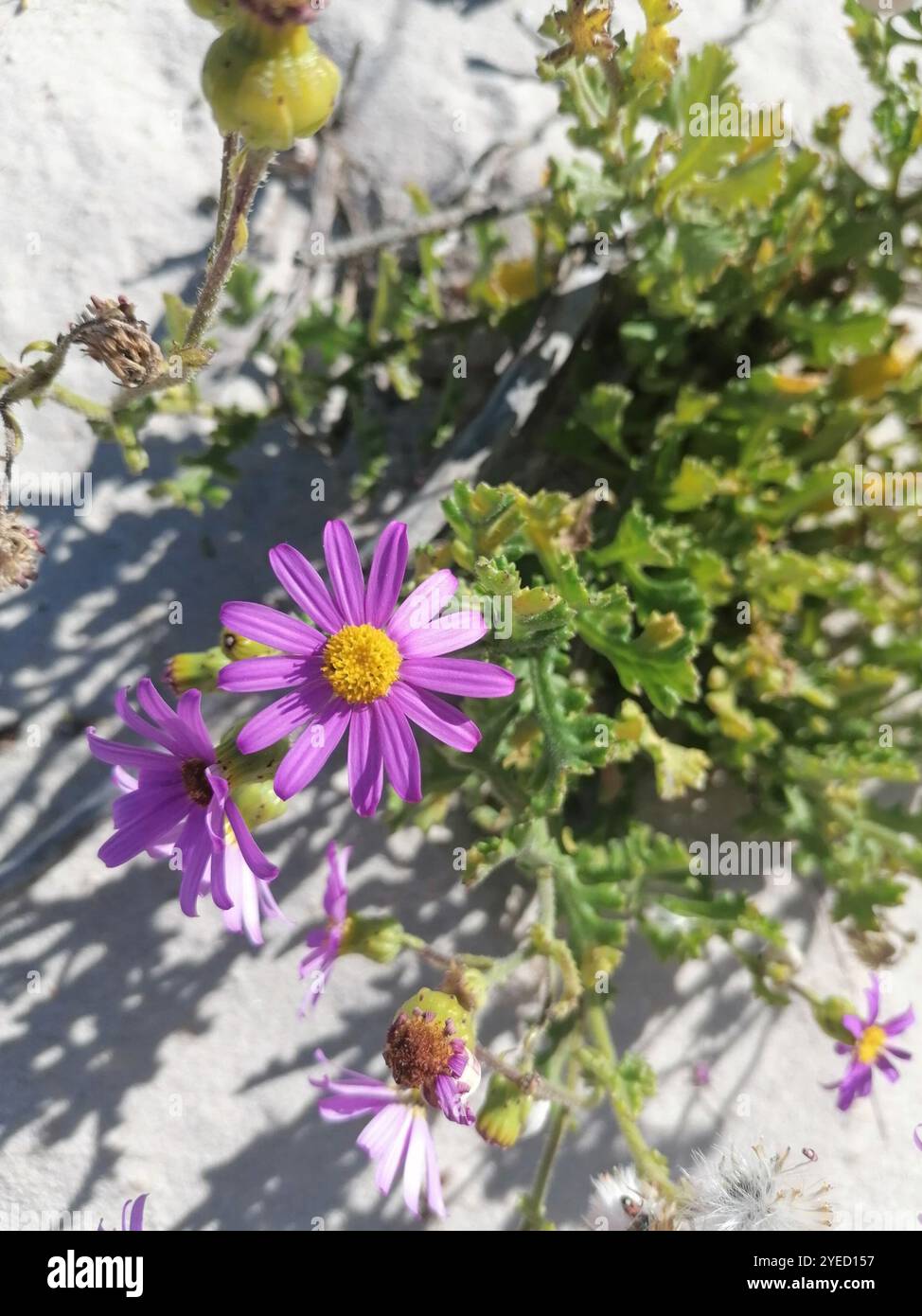 Senecio arenarius hi-res stock photography and images - Alamy