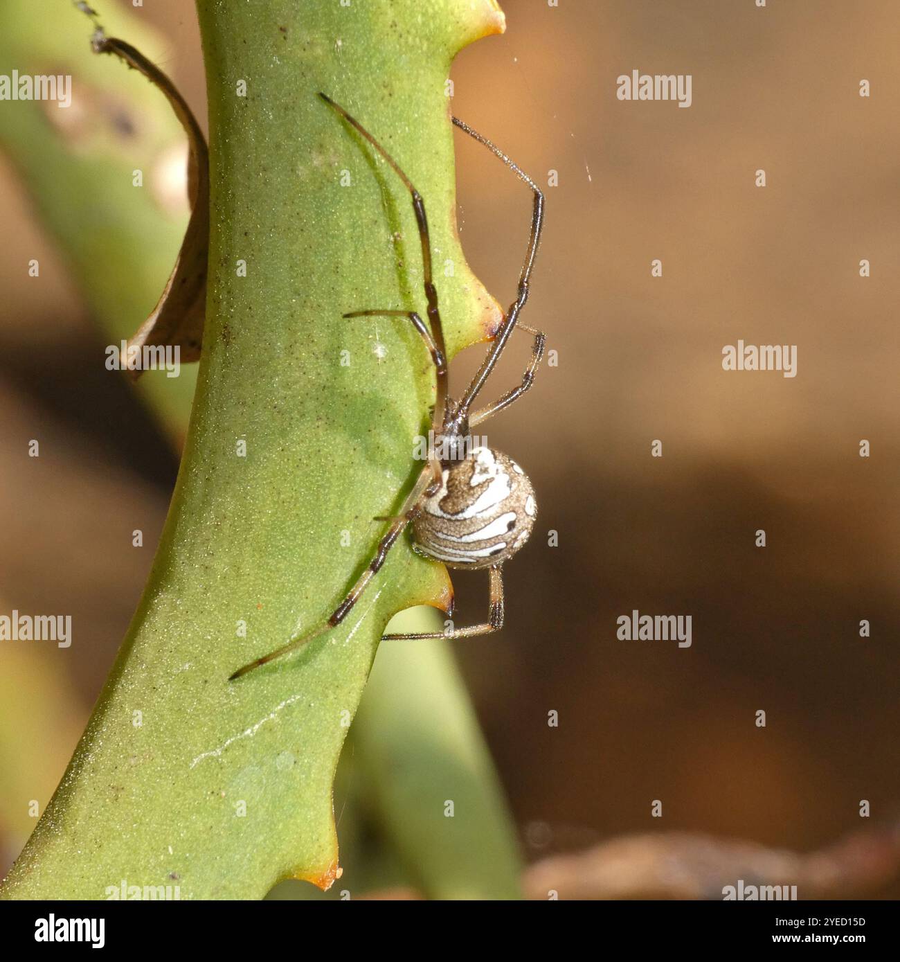 Zimbabwe Button Spider (Latrodectus rhodesiensis Stock Photo - Alamy