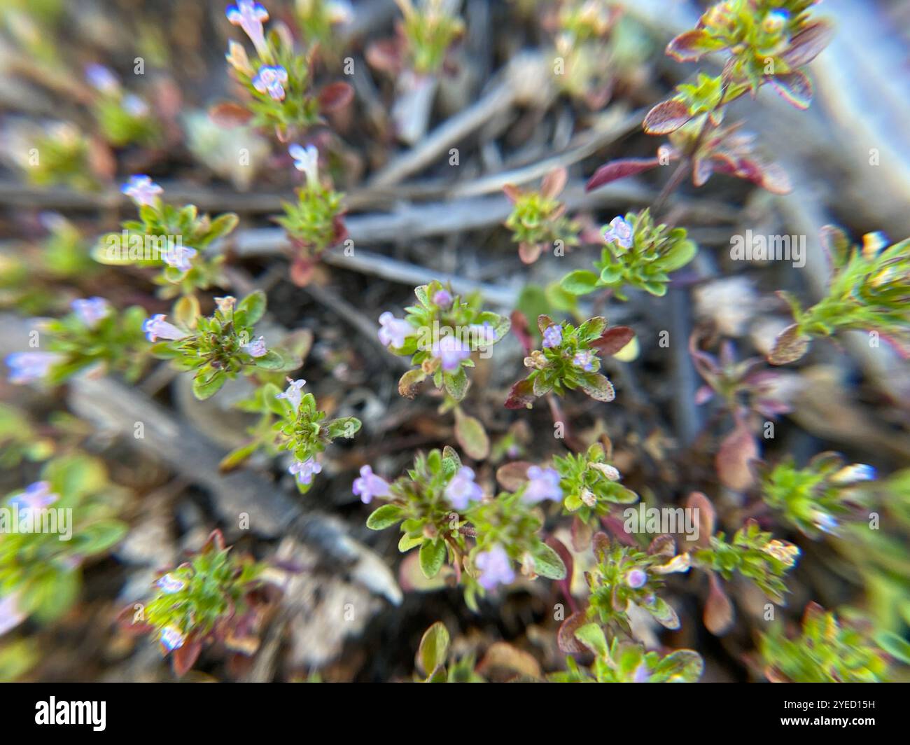 thyme-leaved pogogyne (Pogogyne serpylloides Stock Photo - Alamy