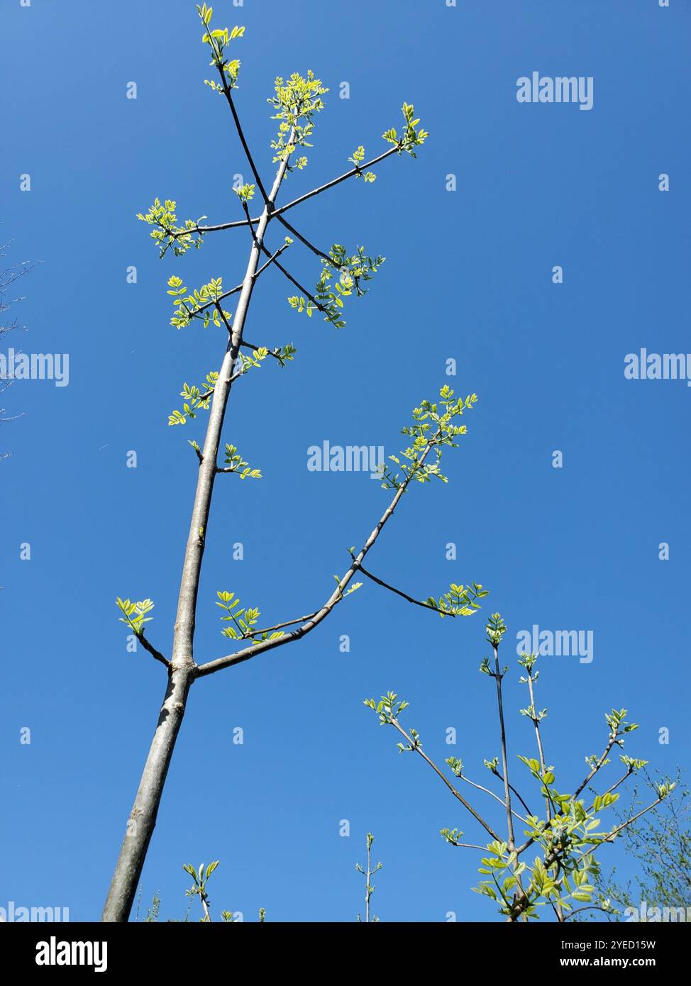 Oregon Ash (Fraxinus latifolia Stock Photo - Alamy