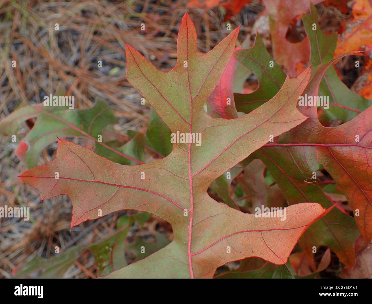 American turkey oak (Quercus laevis Stock Photo - Alamy