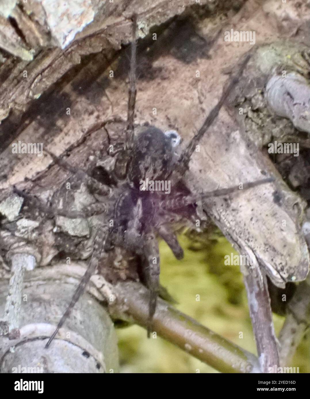 Thin-legged Wolf Spiders (Pardosa Stock Photo - Alamy