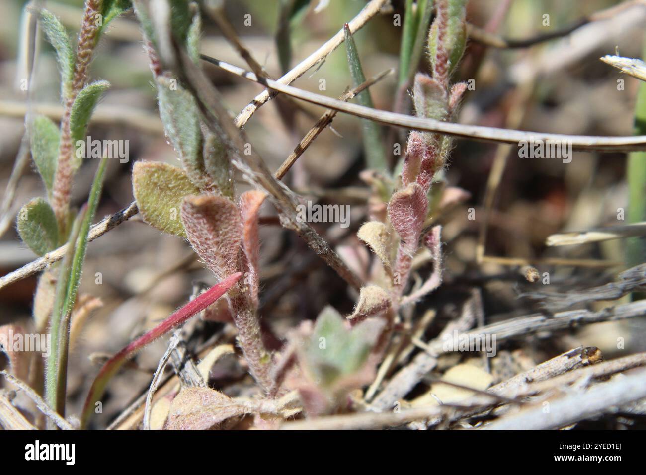 desert madwort (Alyssum desertorum Stock Photo - Alamy
