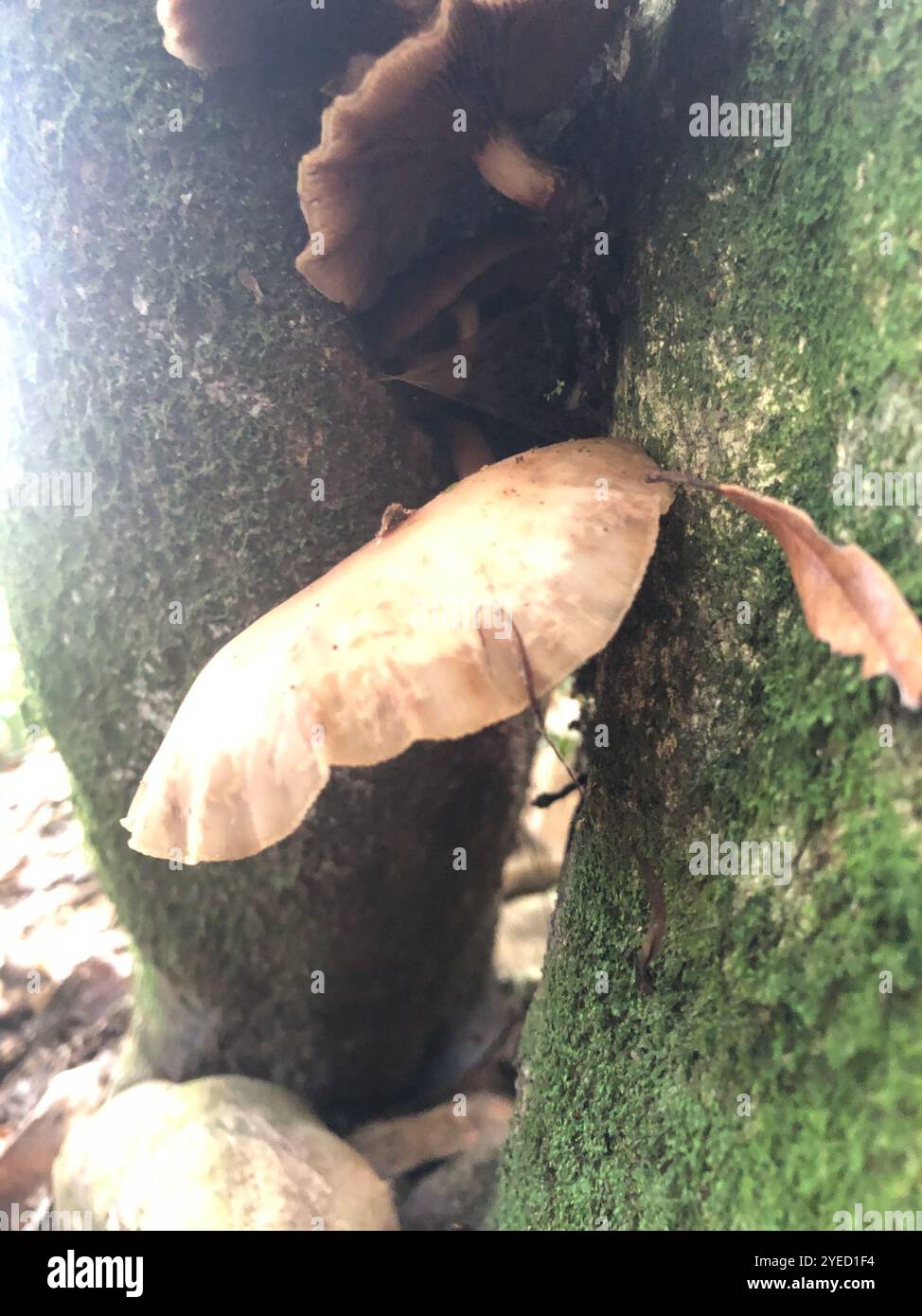 Tawaka (Cyclocybe parasitica Stock Photo - Alamy