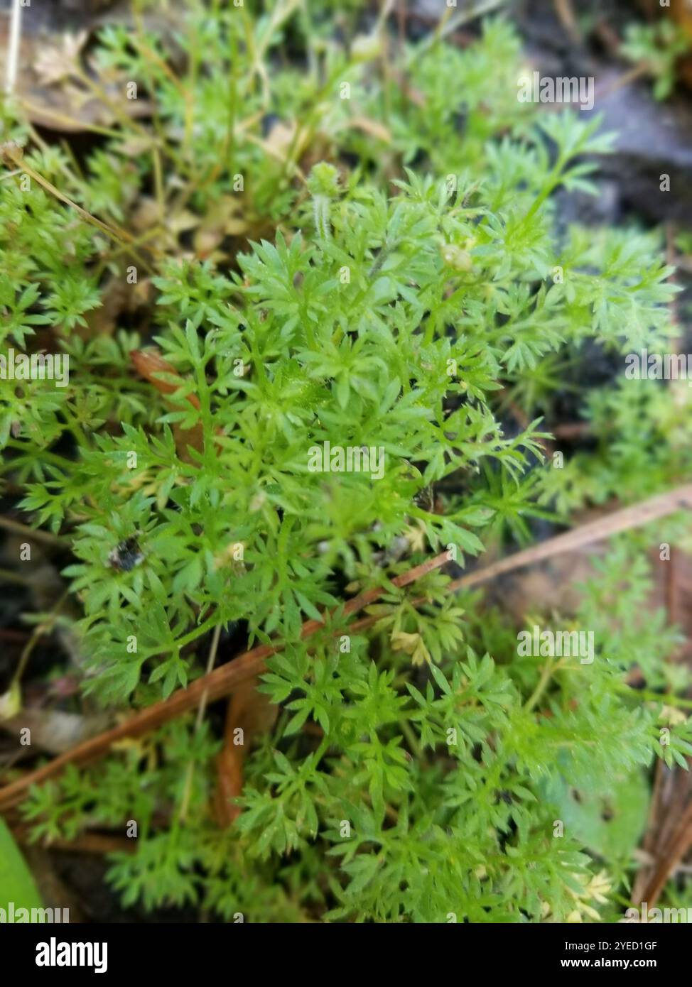 Soliva sessilis hi-res stock photography and images - Alamy