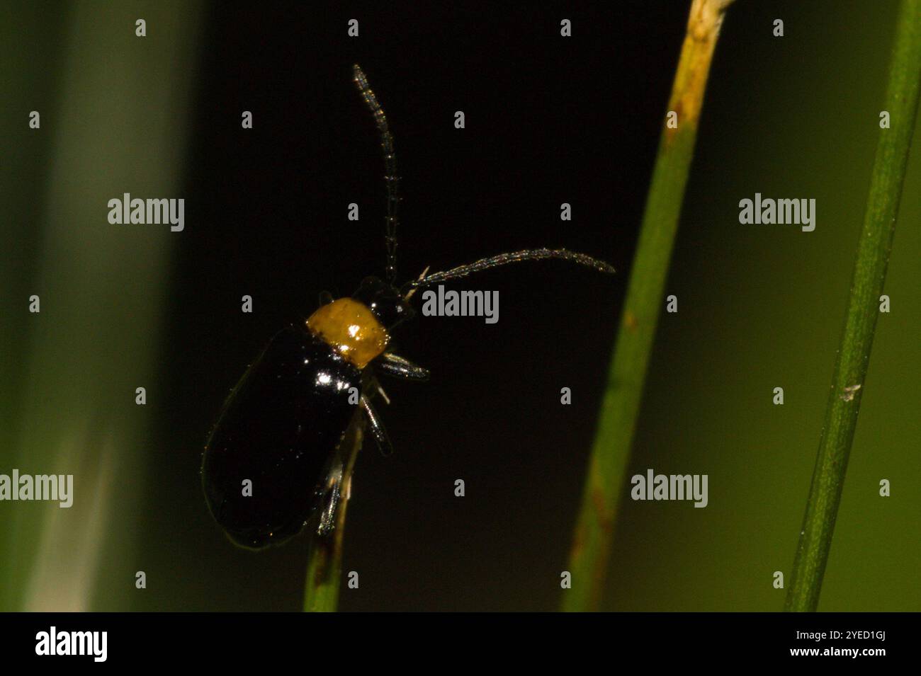 Flea Beetles (Alticini Stock Photo - Alamy