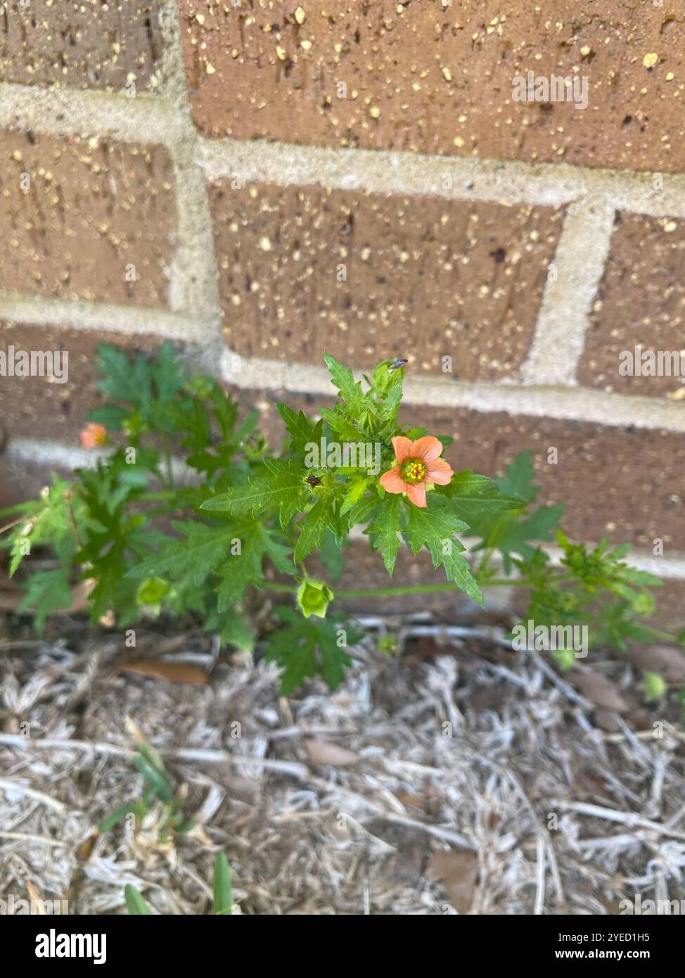 Carolina Bristlemallow (Modiola caroliniana Stock Photo - Alamy