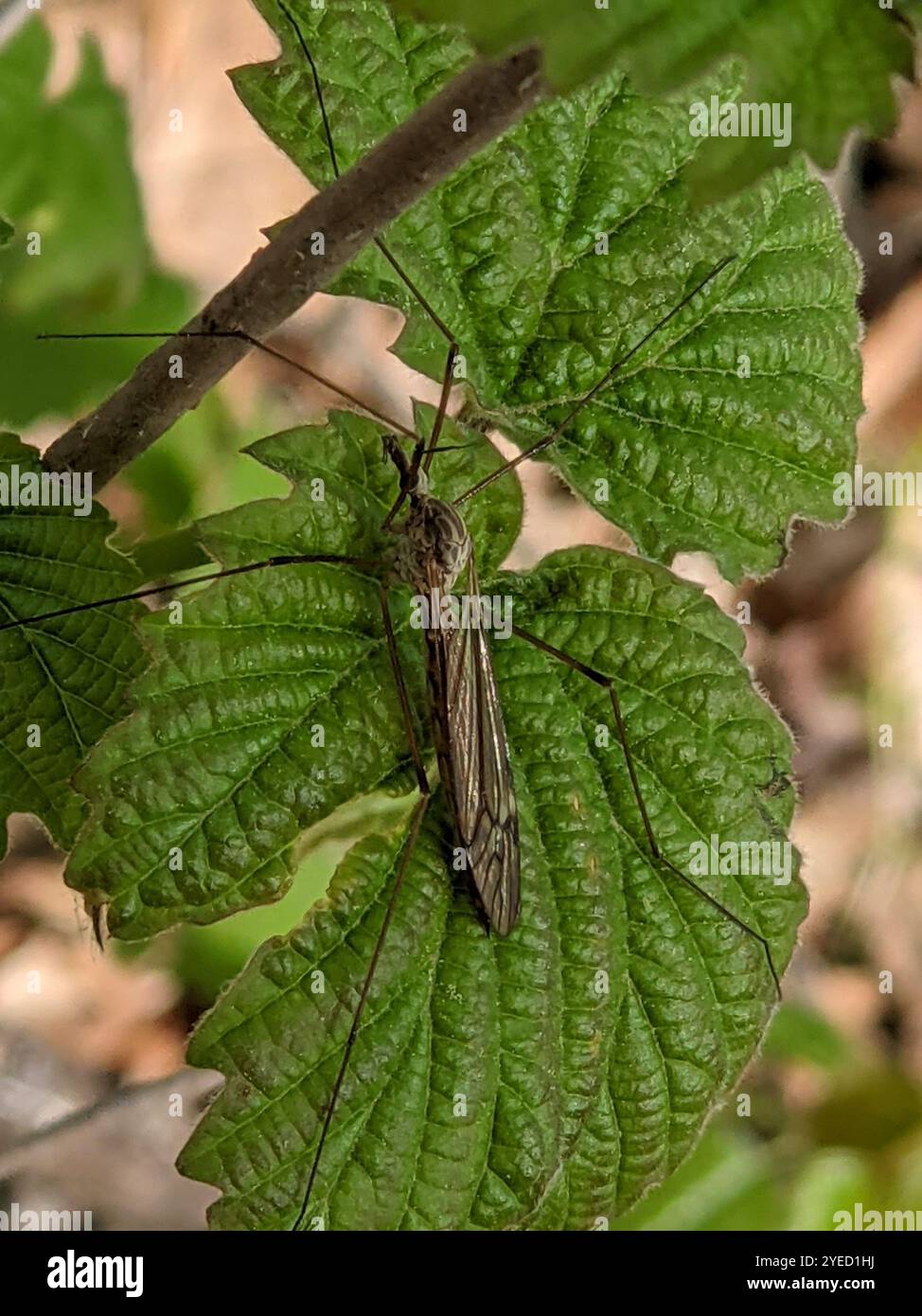 Typical Crane Flies (Tipuloidea Stock Photo - Alamy