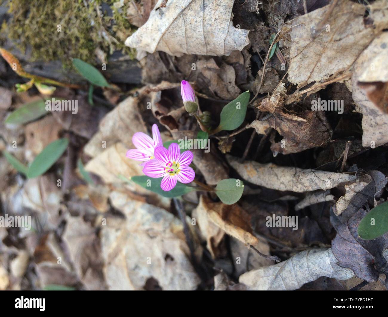 Carolina Springbeauty (Claytonia caroliniana Stock Photo - Alamy