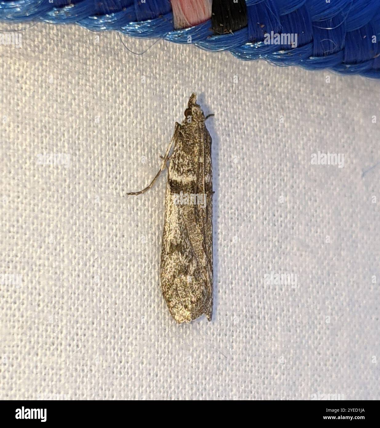 Gooseberry Fruitworm Moth (Zophodia grossulariella Stock Photo - Alamy