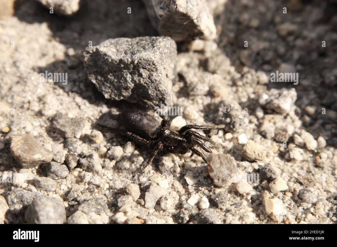 Stealthy Ground Spiders (Gnaphosidae Stock Photo - Alamy