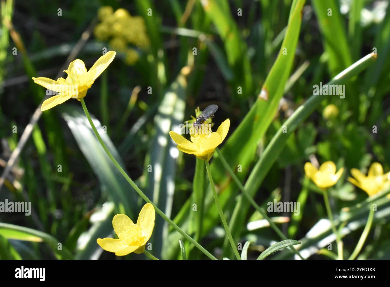 Variable Duskyface Fly (Melanostoma mellinum Stock Photo - Alamy