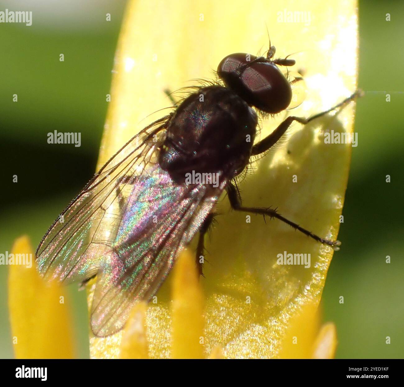 Root-maggot Flies (Anthomyiidae Stock Photo - Alamy