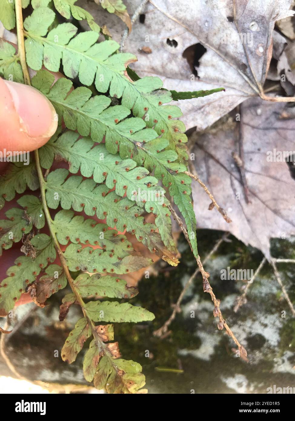 marginal wood fern (Dryopteris marginalis Stock Photo - Alamy