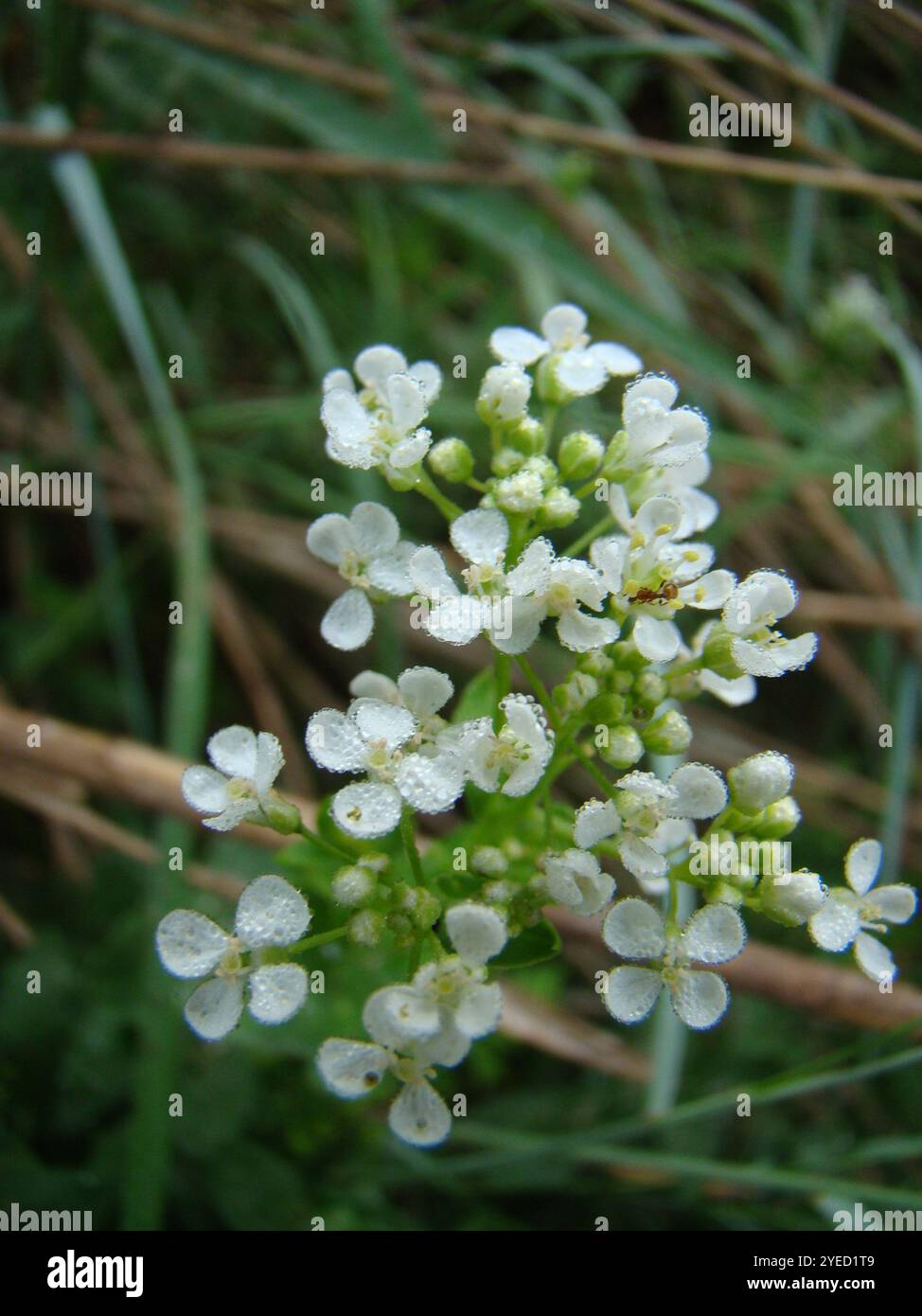 Heart-podded Hoary Cress (Lepidium draba Stock Photo - Alamy