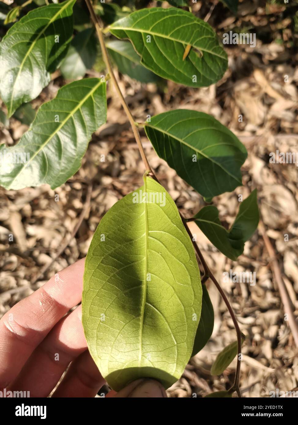 Umbrella cheese tree hi-res stock photography and images - Alamy