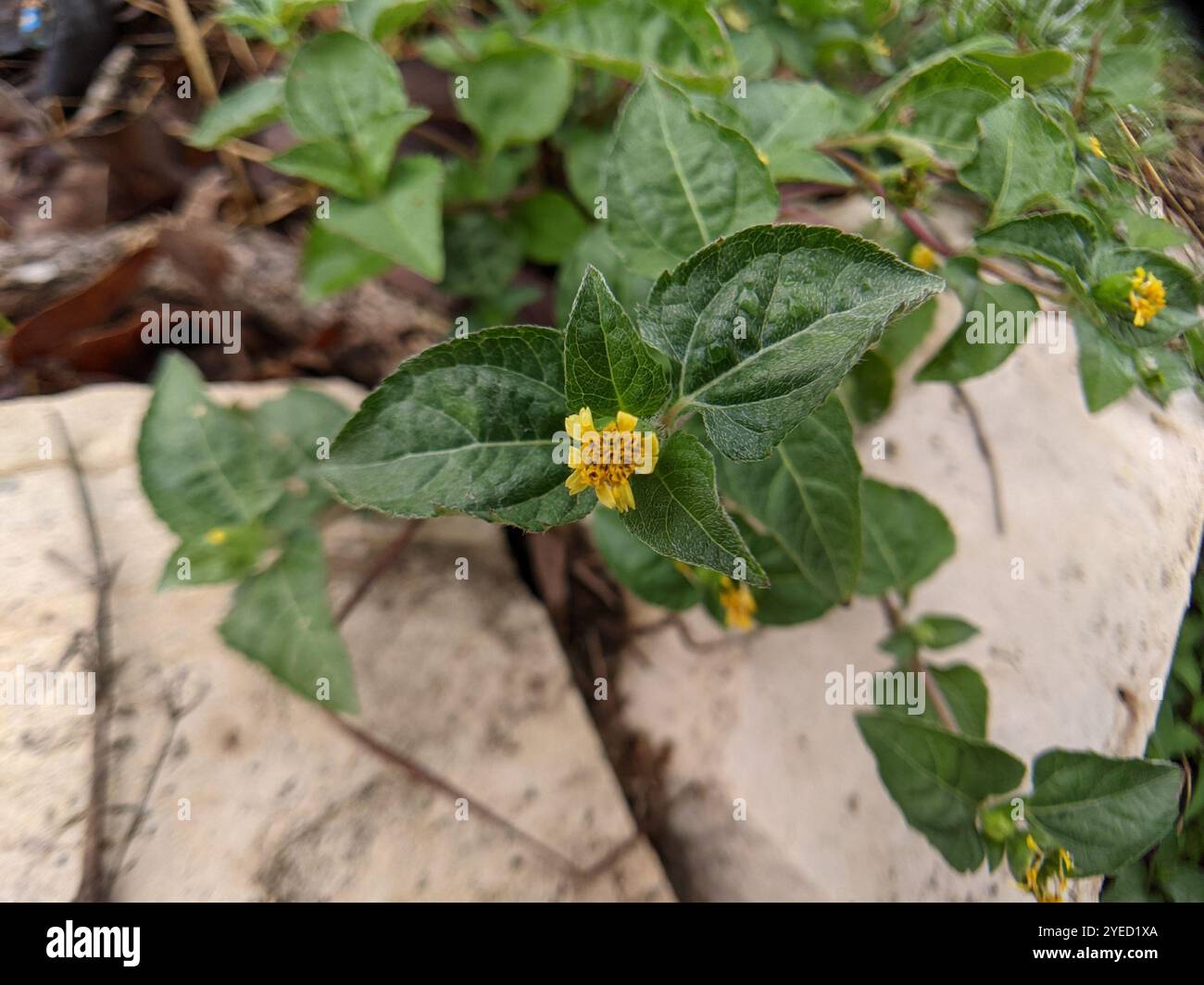 straggler daisy (Calyptocarpus vialis Stock Photo - Alamy