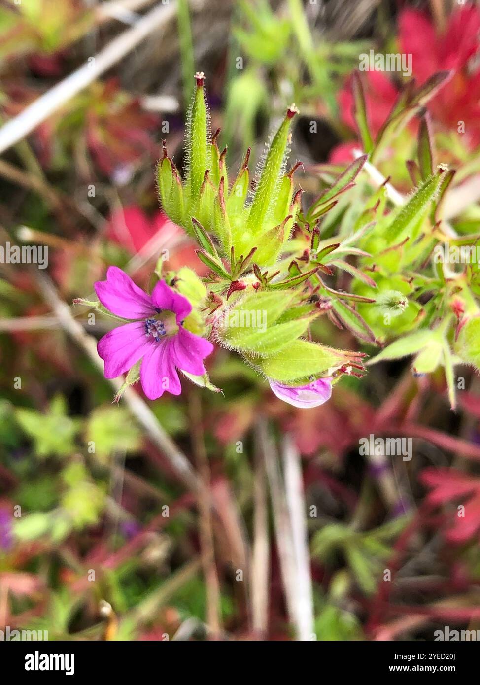 Cut-leaved crane's-bill (Geranium dissectum Stock Photo - Alamy
